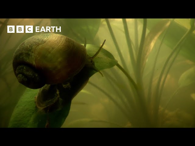 BBC Earth: Giant Snail Uses Snorkel…: English ESL video lessons