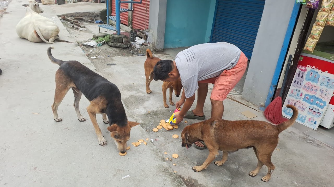 Aaj V 3 Dogi Dost @DEEPLepcha-sb3ru #doglovers - YouTube