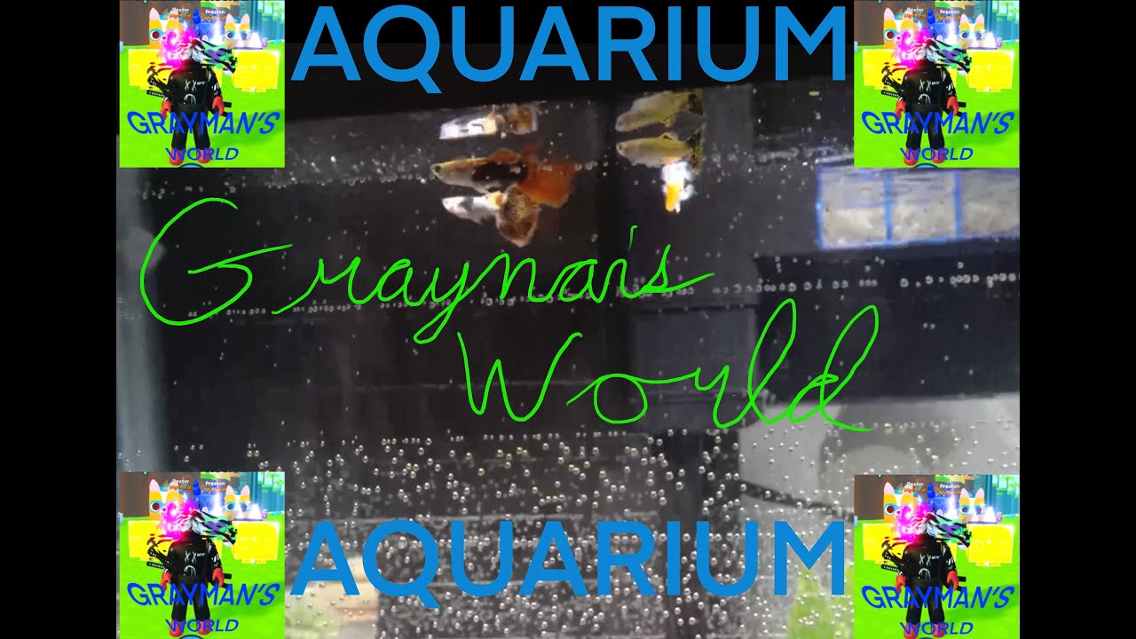Aquarium - Grayman's World - FISHIES - 2023 - YouTube