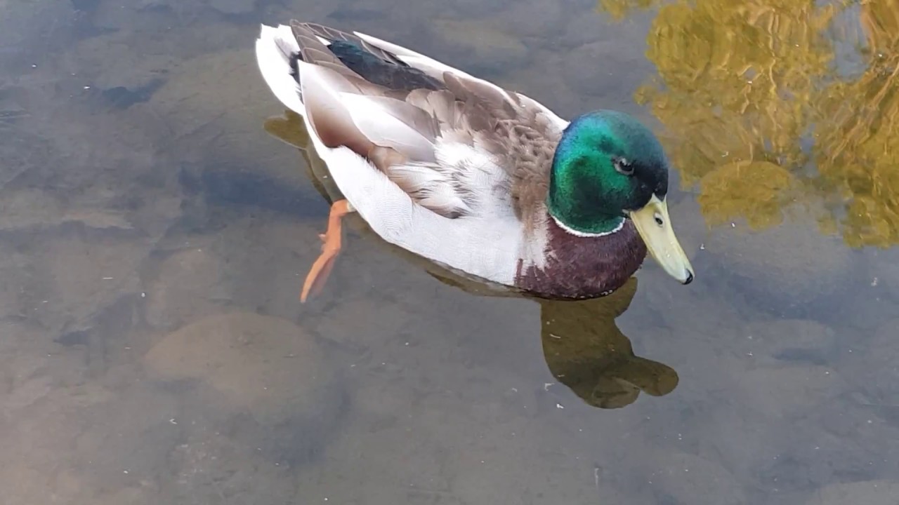 Flying duck - YouTube