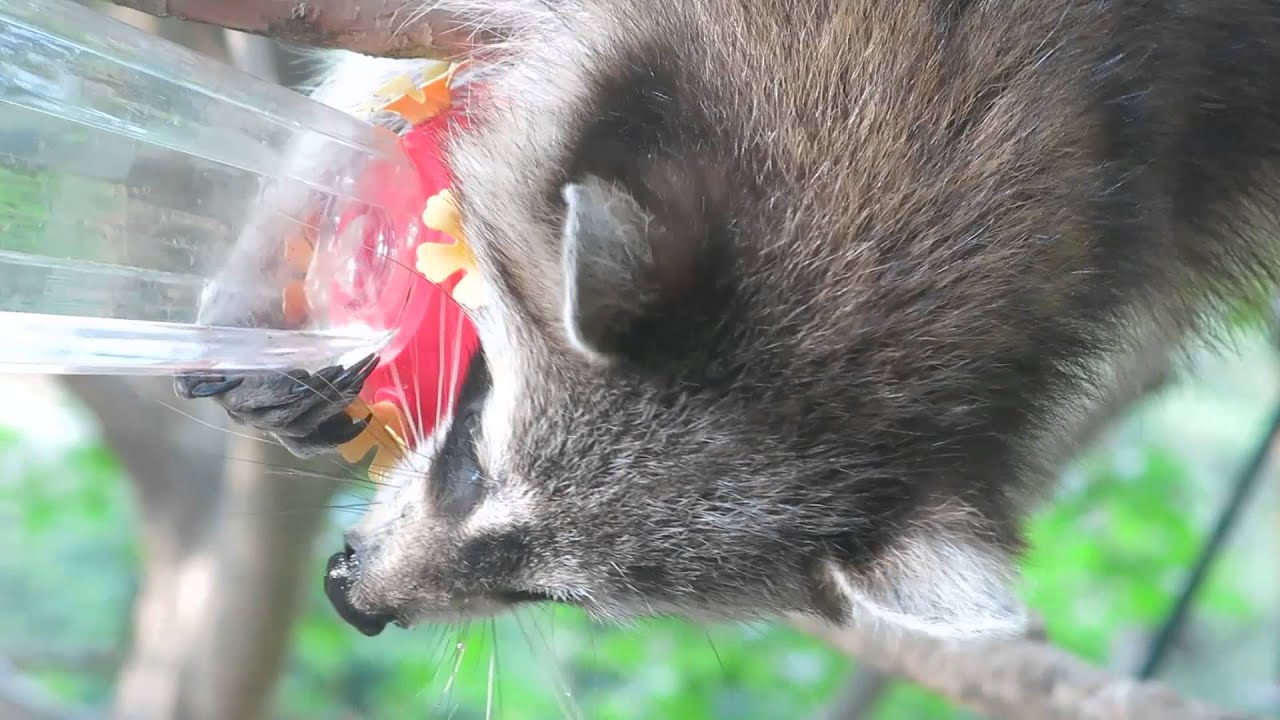Raccoon demonstrates how to empty a hummingbird feeder - YouTube