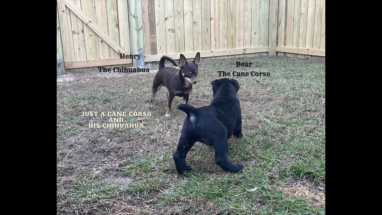 Cane Corso and His Chihuahua - First Meeting - YouTube