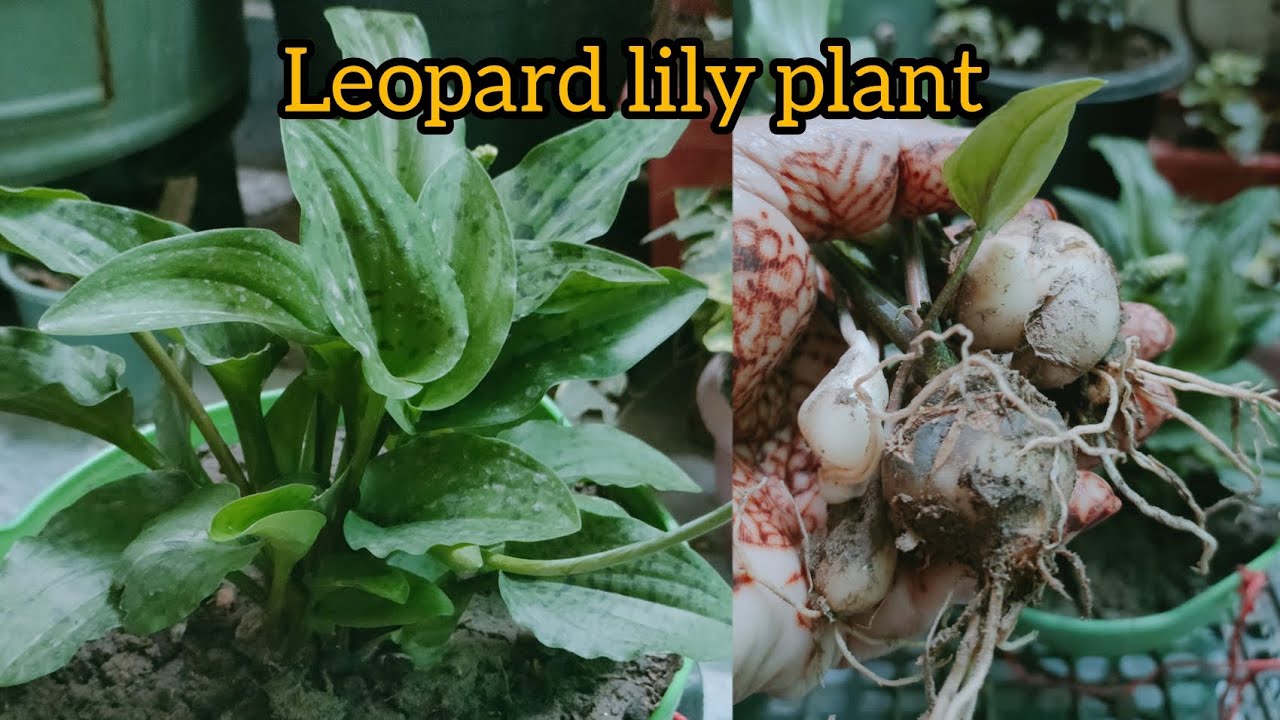 Leopard Lily Plant/Full detailed video/Potting, Shifting, Care,Tips and ...