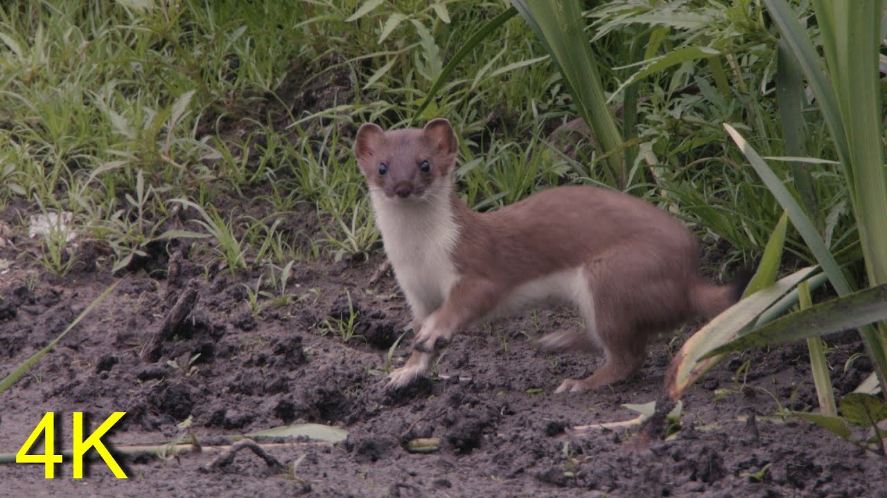 Mammals - Weasel, Hare, Racoon, Beaver, Wild Cattle, Roe - YouTube