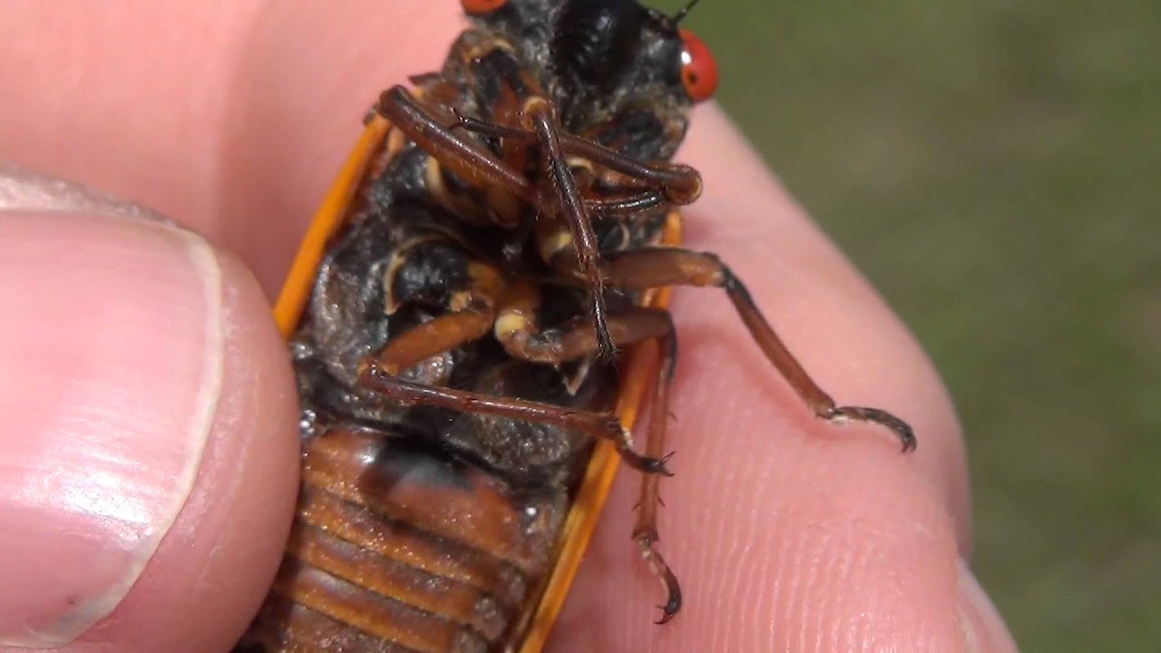 2015 Brood XXIII Periodical Cicadas - YouTube