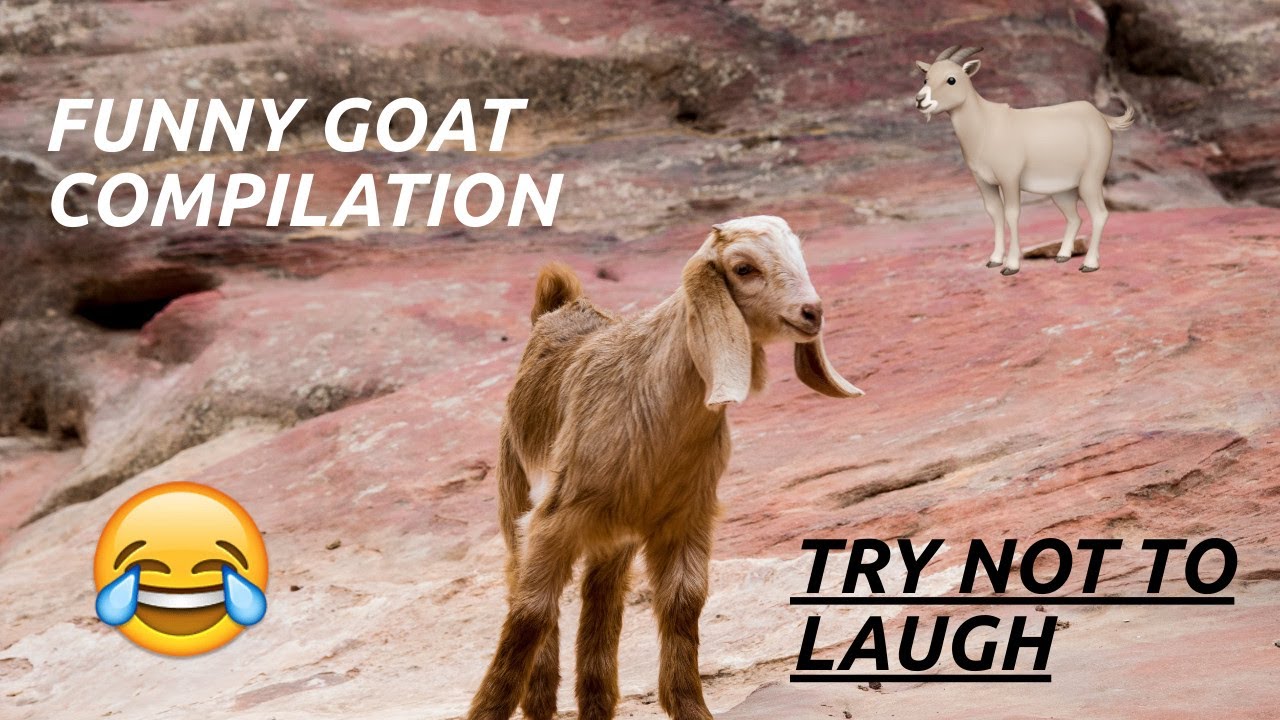 FUNNY GOAT COMPILATION | TRY NOT TO LAUGH | AnimalBloopers - YouTube