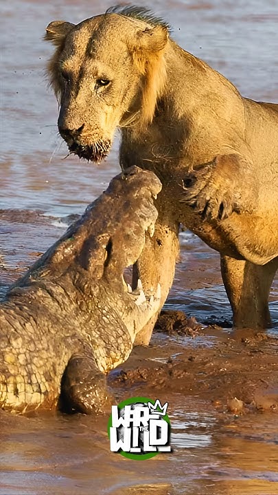 Crocodile CRASHES Lion Feast! Rival River Showdown | War in the Wild ...