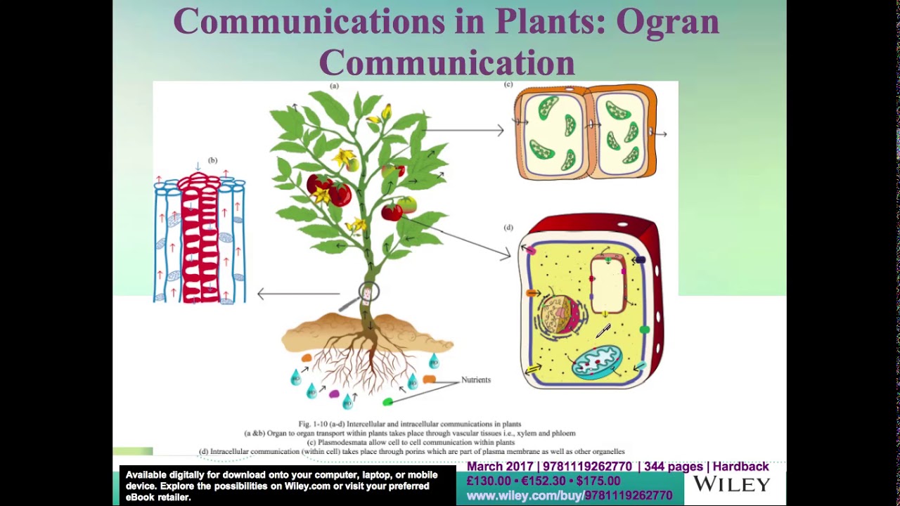 Communications in plants: Intracellular and Intercellular - YouTube