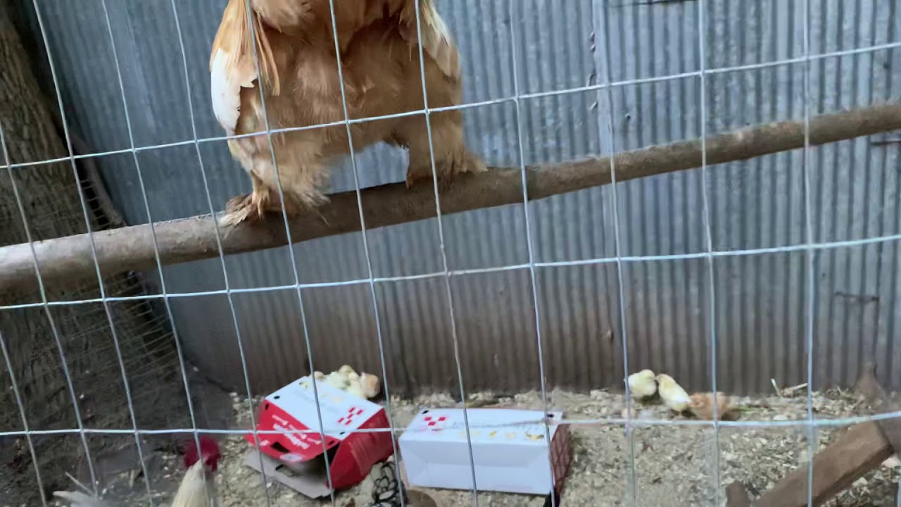 Wooly Bully watches chickens - YouTube