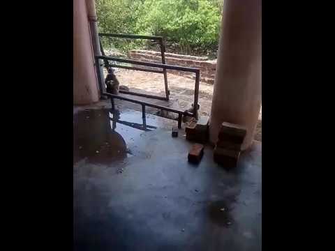 Monkey accident - YouTube
