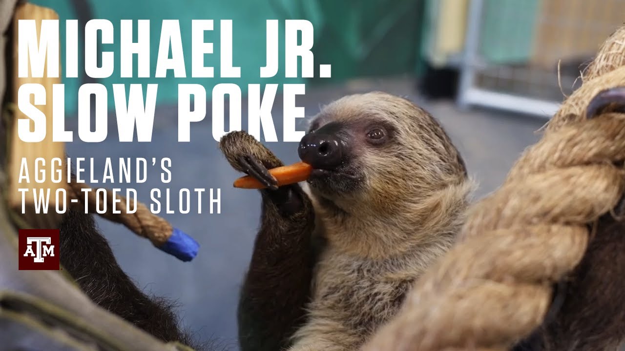 Meet Michael Jr. Slow Poke Sloth! - YouTube