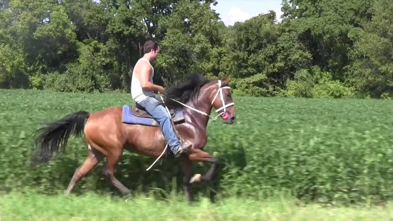 SOLD Single Footing Registered Mare - Jacob Parks Horsemanship - YouTube