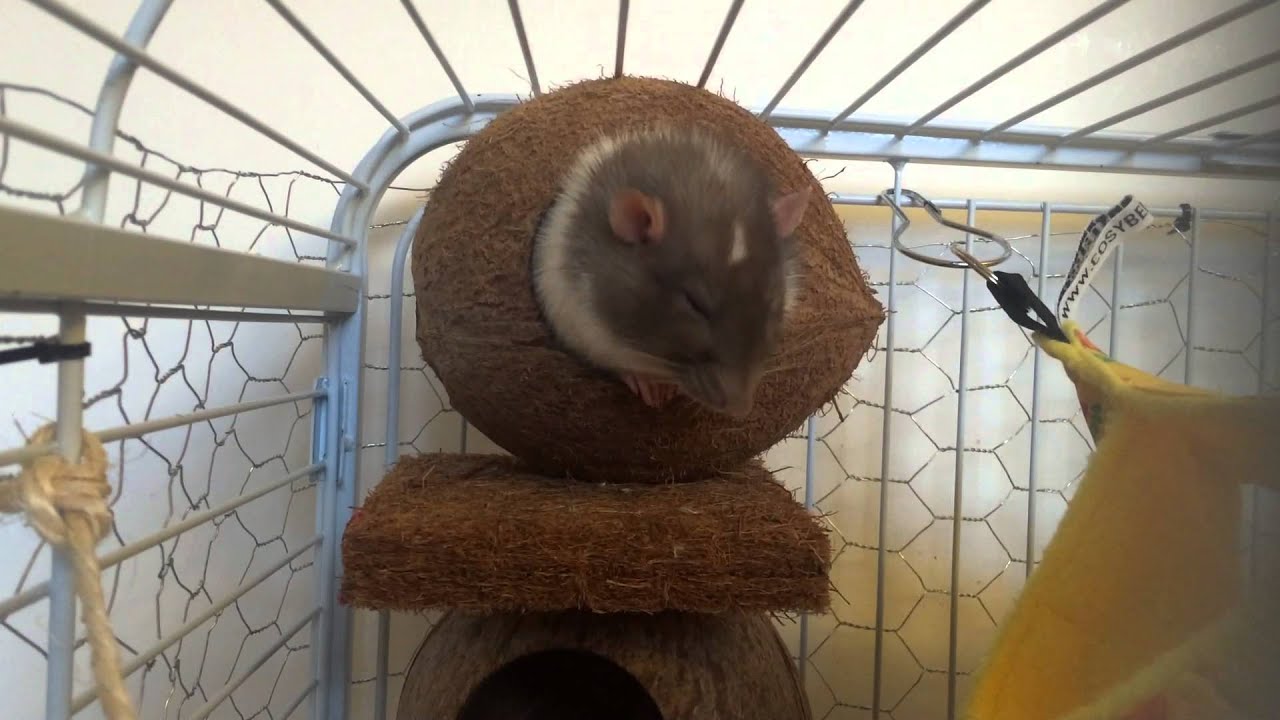 Pinky rat with pneumonia? - YouTube