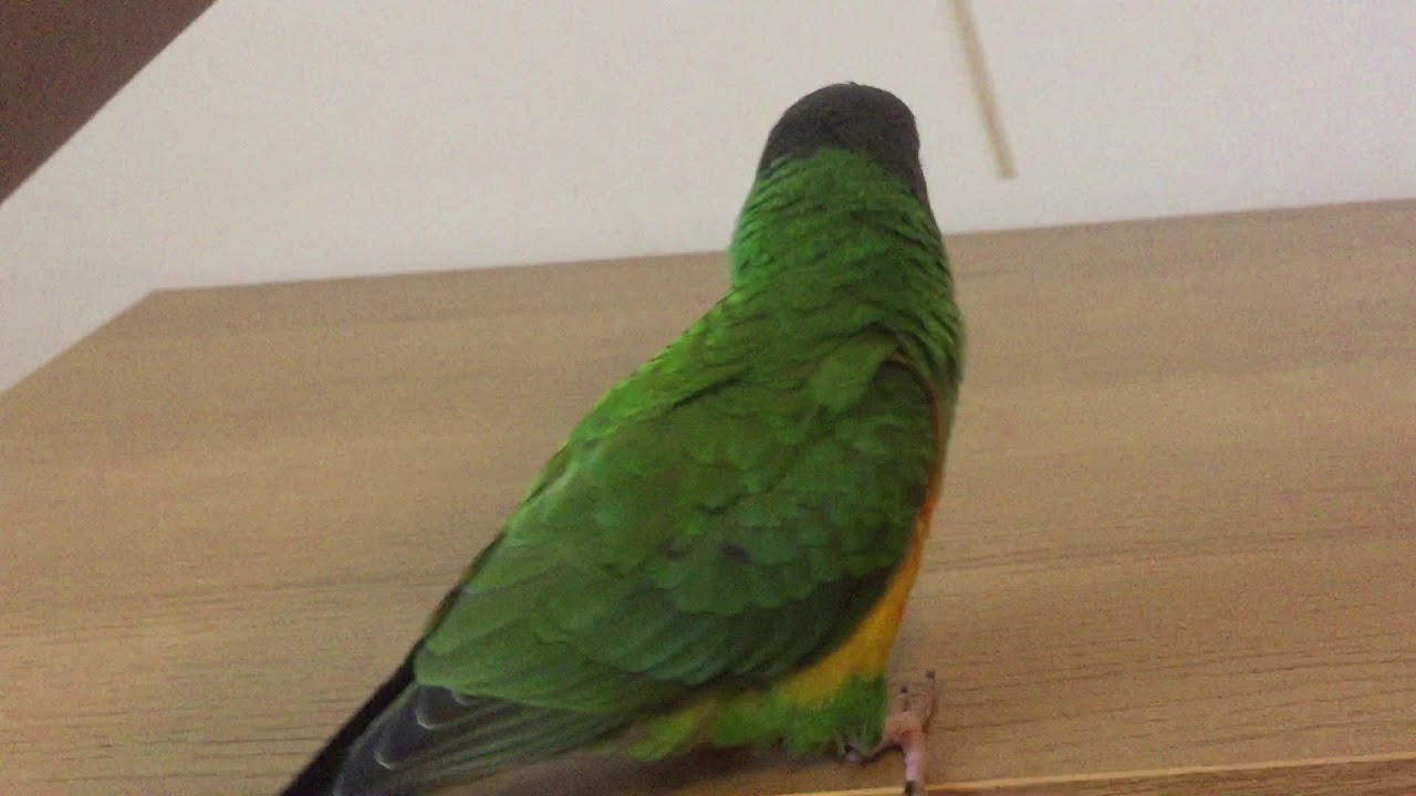 Parrots turning using target training - YouTube