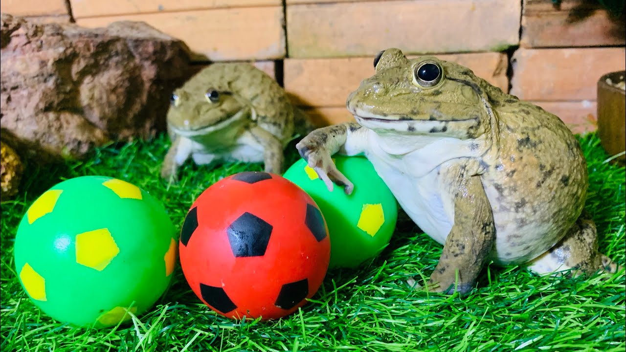 Frogs play football 🏈/ frogs said don’t touch my ball ⚽️ funny frogs ...