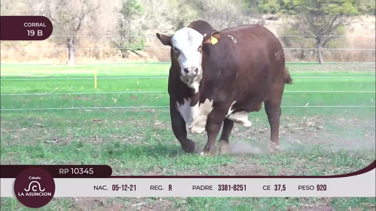 LA ASUNCION, REMATE 2024 C19 B 10345 - YouTube