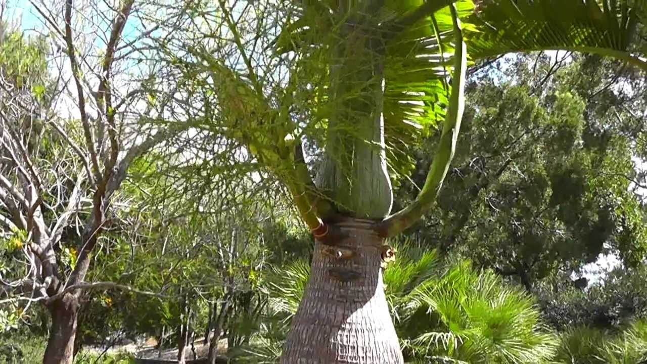 Hyophorbe lagenicaulis (Bottle Palm) - YouTube