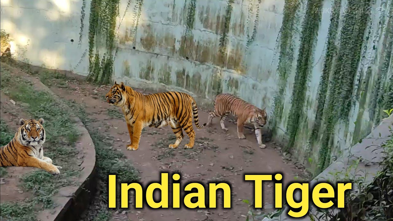 Indian Tiger Naturepark | Suratzoo | Sarthananaturepark - YouTube