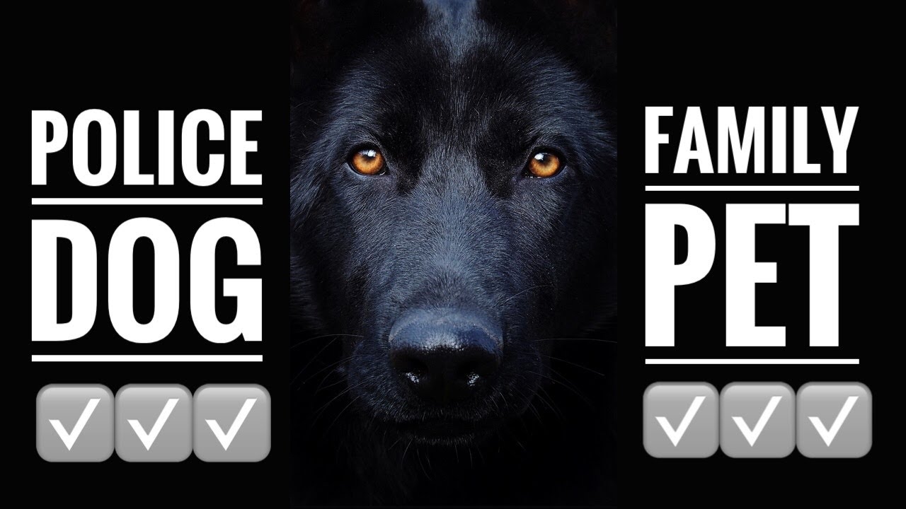 Why German Shepherds Make The Best Police Dogs and Family Pets - YouTube