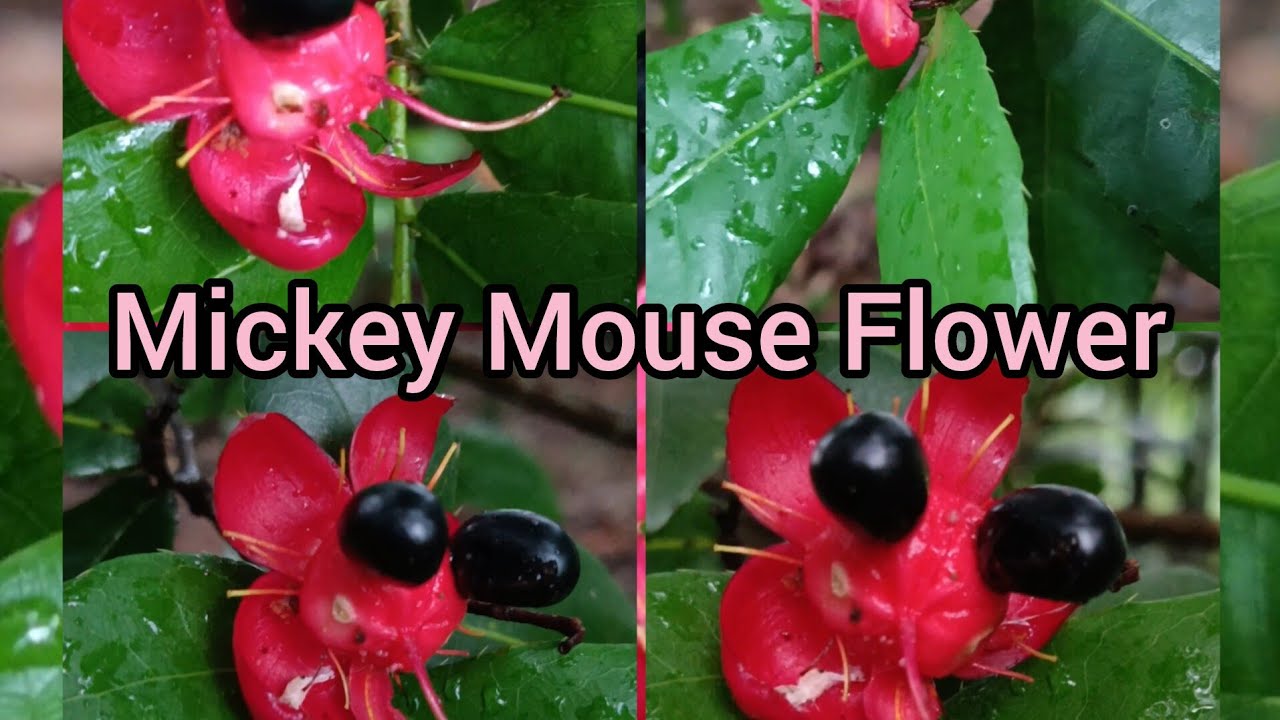 Mickey Mouse Flower | Variety flower - YouTube