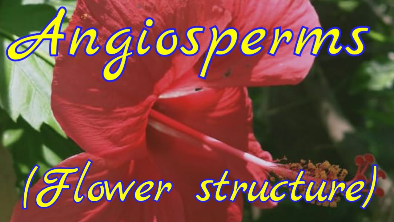 ANGIOSPERM (STRUCTURE OF FLOWER) || CLASS 11|| BIOLOGY || - YouTube