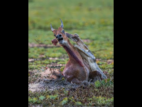 A Puku antelope is chased by Wild Dog  into the jaws of a waiting Crocodile!