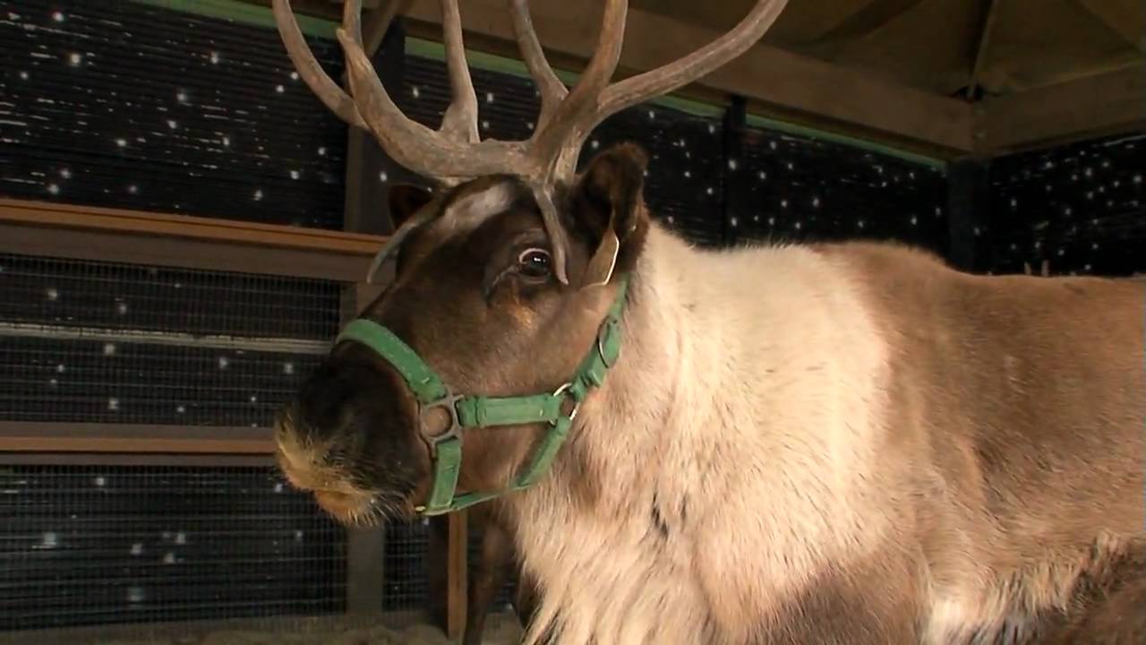 Reindeer-Did You Know?-Cincinnati Zoo - YouTube