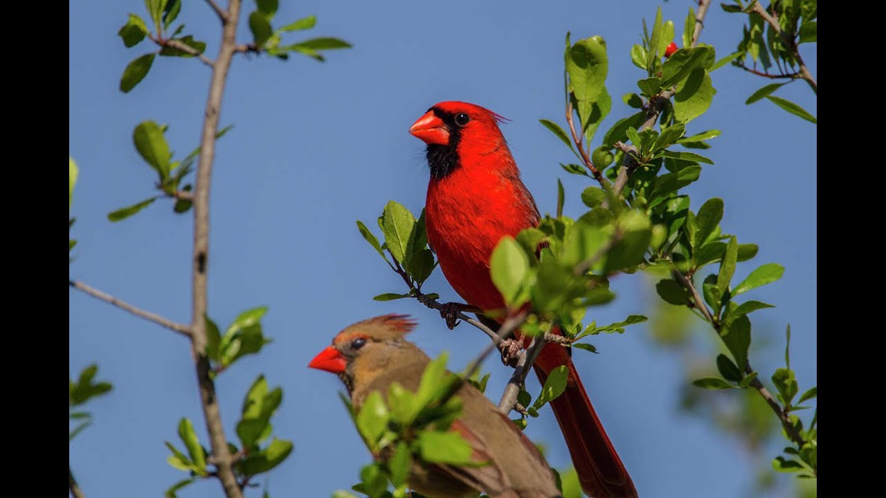 Florida Backyard Birds Live Stream 5/17/23 6pm EST - YouTube