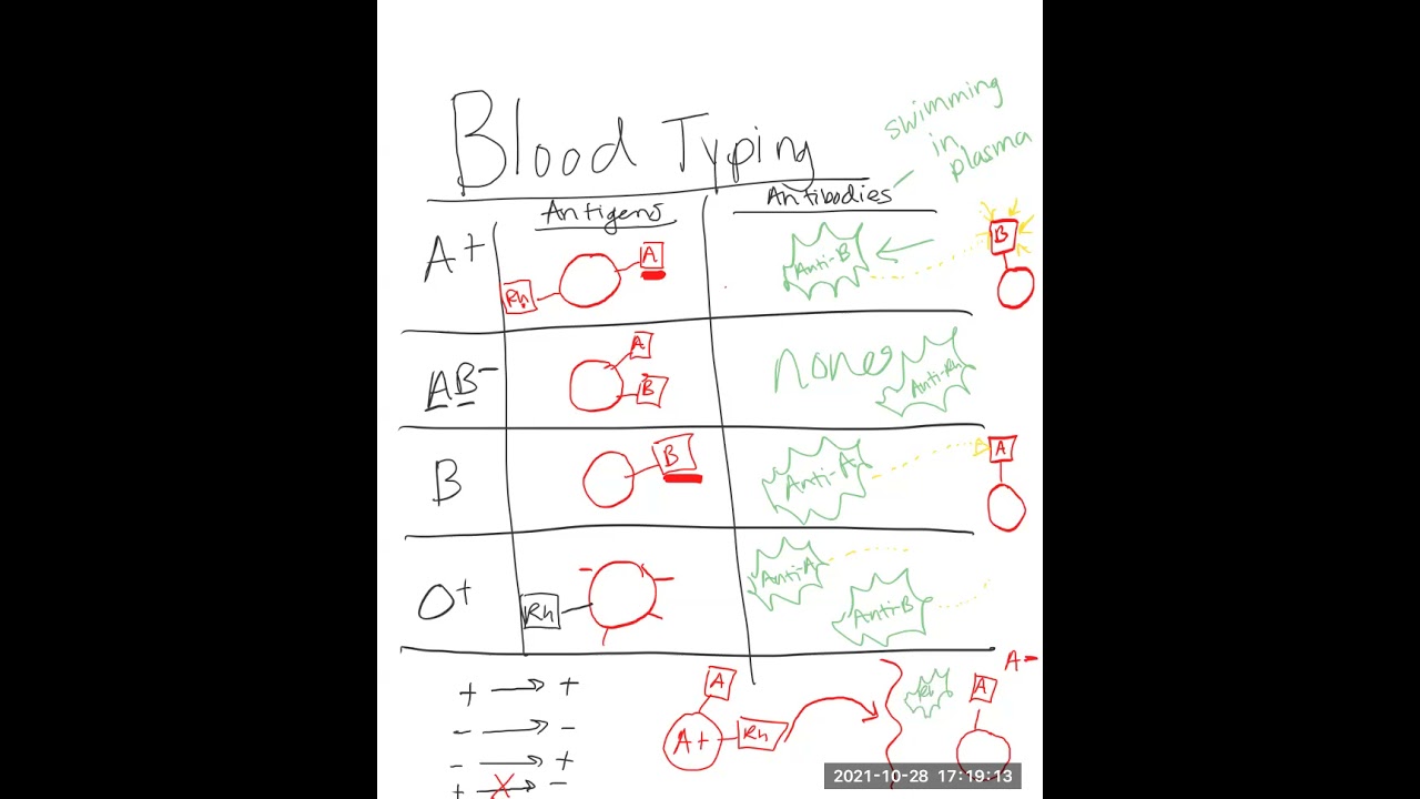 Blood Typing - YouTube
