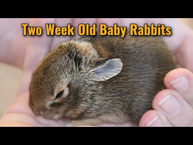 2 Week Old Rabbits