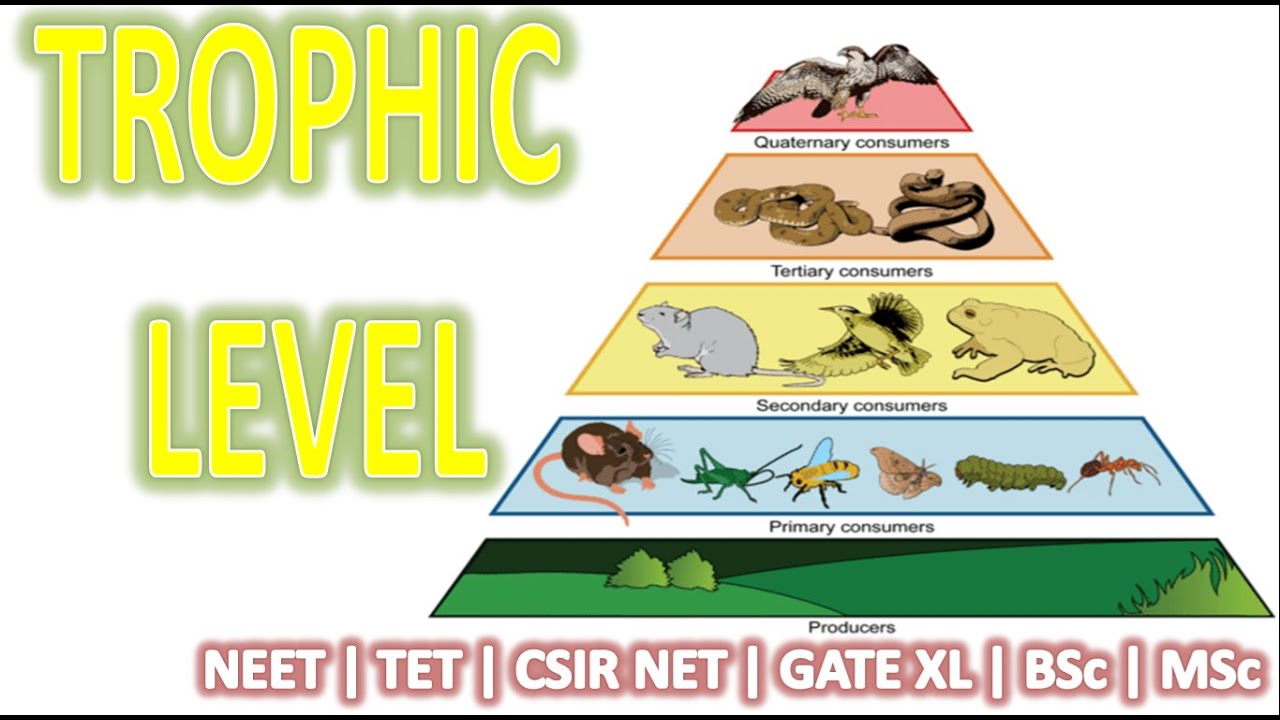 TROPHIC LEVELS - YouTube