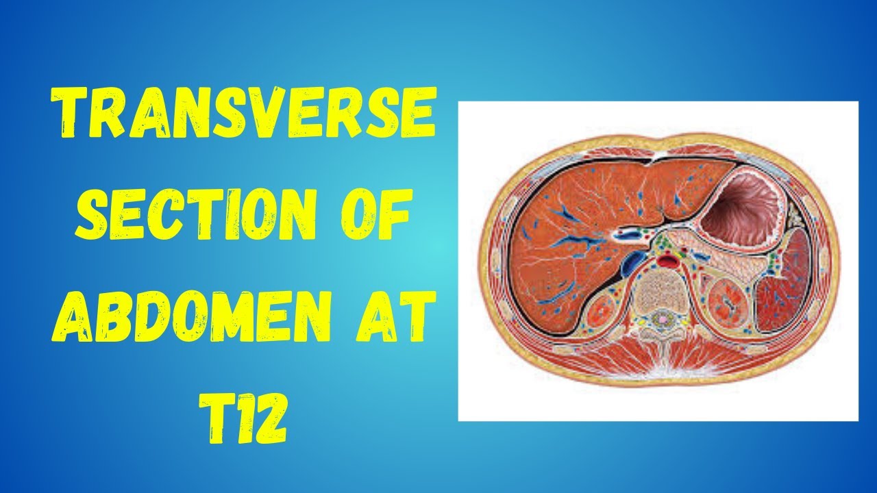 Transverse Section of Abdomen at T12 Level - YouTube