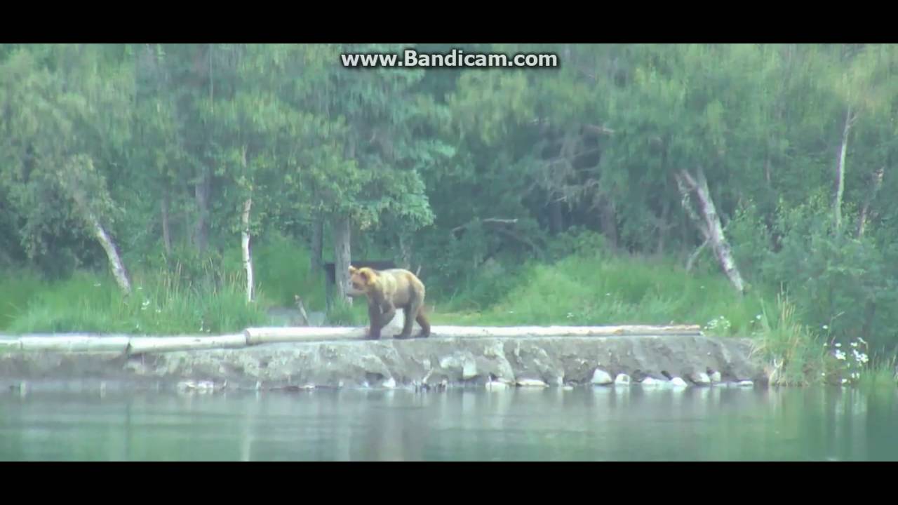 LR bear (503?) & 2nd Bear Near Photographers 2016 07 12 09 52 47 640 ...