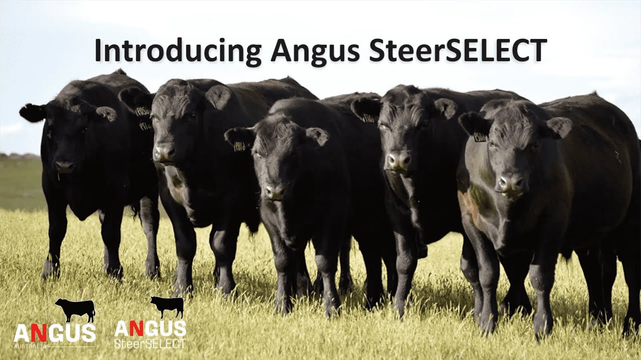 Webinar: Introducing Angus SteerSELECT: A Guide to Precision Genomic ...