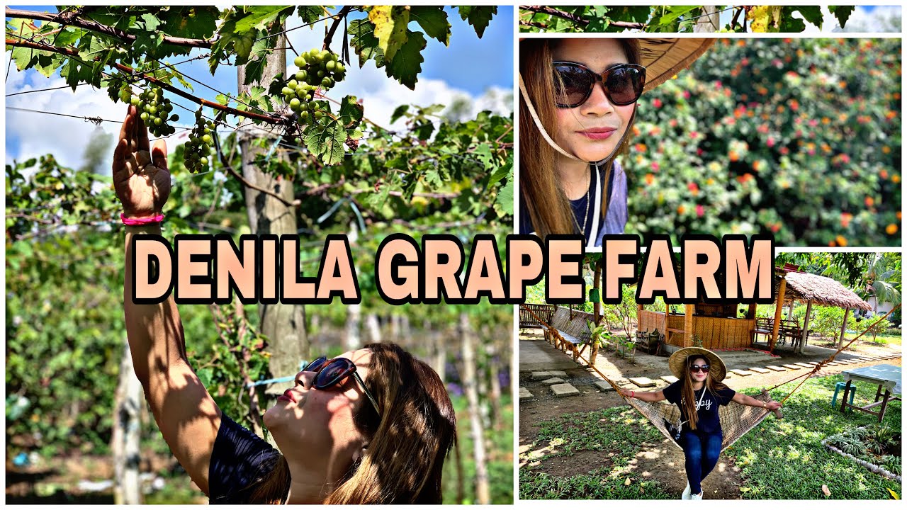 DENILA GRAPE FARM | GRAPE FARM IN STA. BARBARA, ILOILO | GRAPE PICKING ...