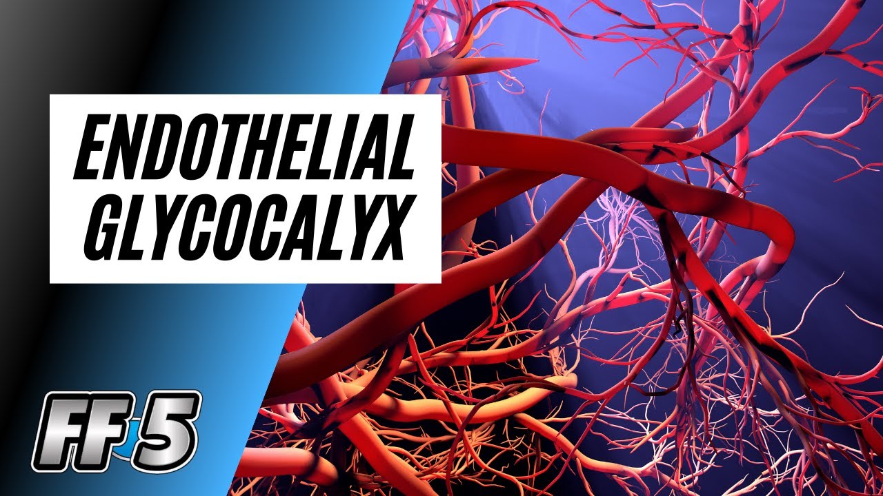 Endothelial Glycocalyx (EG) - Dr. Melvin Nario & Steve Main - YouTube