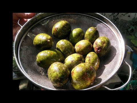 Amra(अमरा) kolkatta ka famous street food|Amra fruit in Hindi|Amra tree ...