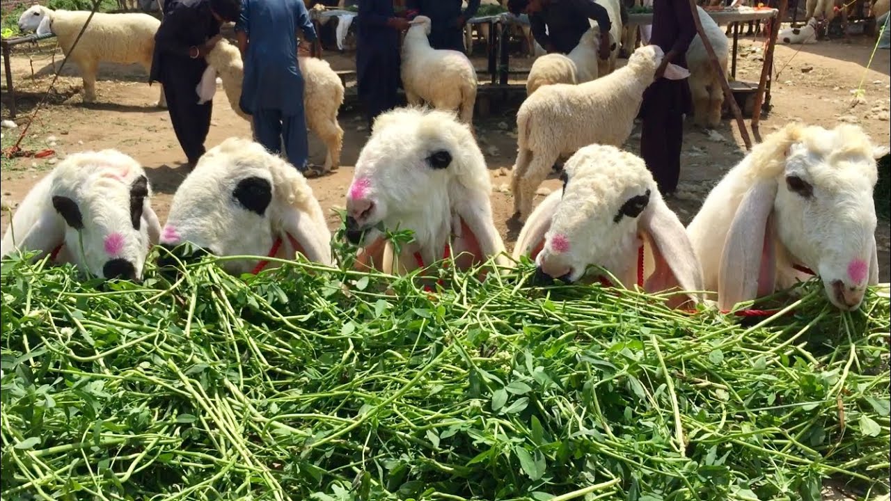 Unique View Of Beautiful Bakras For Qurbani Eating Grass! - YouTube