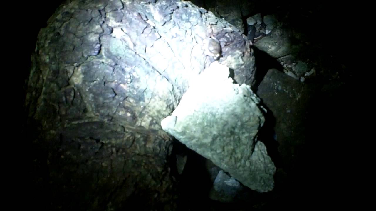 Barbados tree frog - YouTube