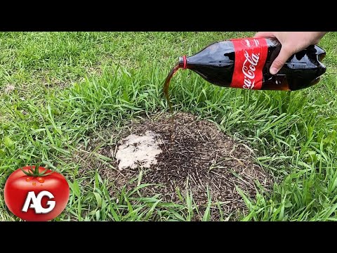 Does Coke Cola Kill Insects