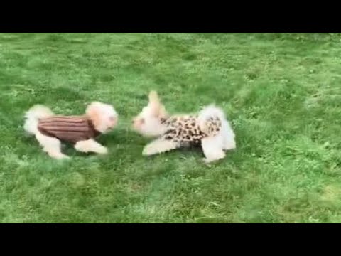 Loveourtoypups is live!were LIVE COME SAY HI TO THE POODLES - YouTube