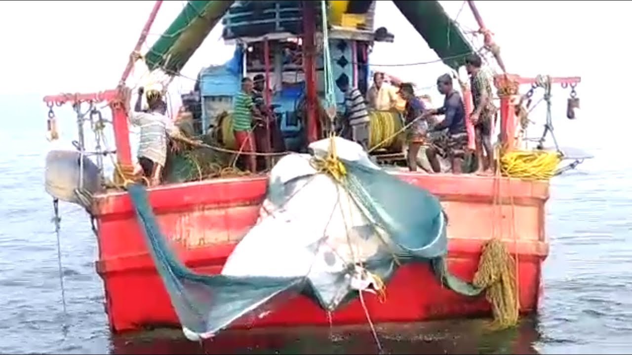 Amazing Big Manta Ray Fish Hunting in Sea Boat - YouTube