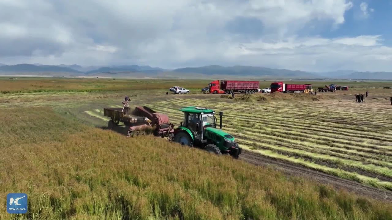 Flax harvest in Xinjiang - YouTube