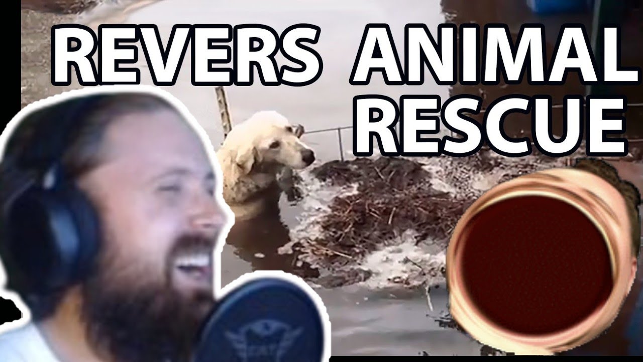 Forsen Reacts to Reverse animal rescue compilation - YouTube