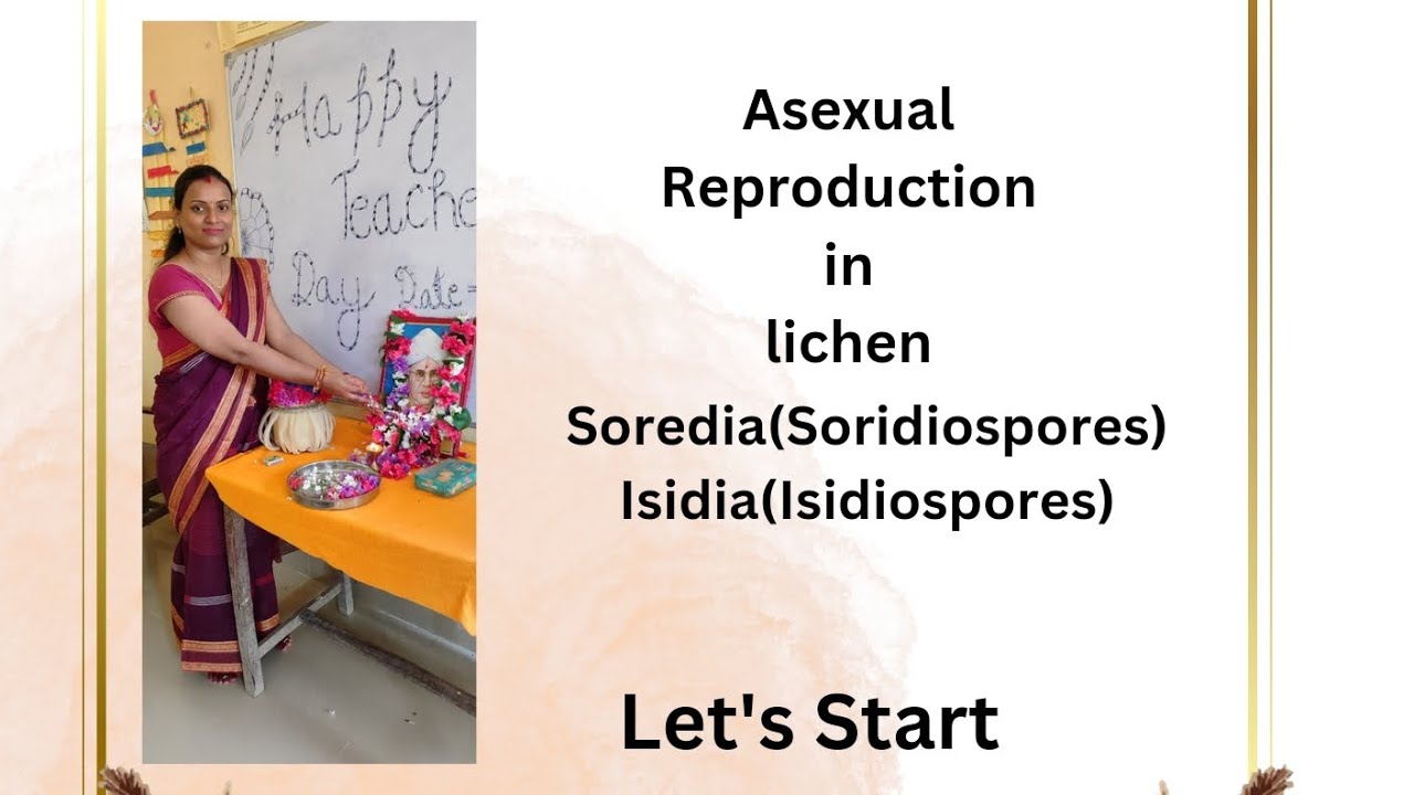 Asexual Reproduction In Lichen 1. Soredia (Soridiospores) 2. Isidia ...