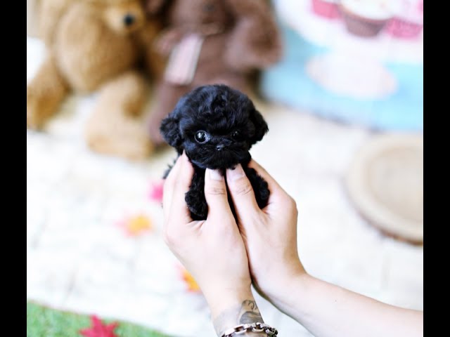 Black Teacup Puppy