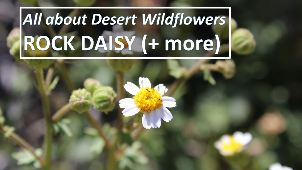 ROCK DAISY California Wildflower Superbloom Anza-Borrego, FIsh Creek ...