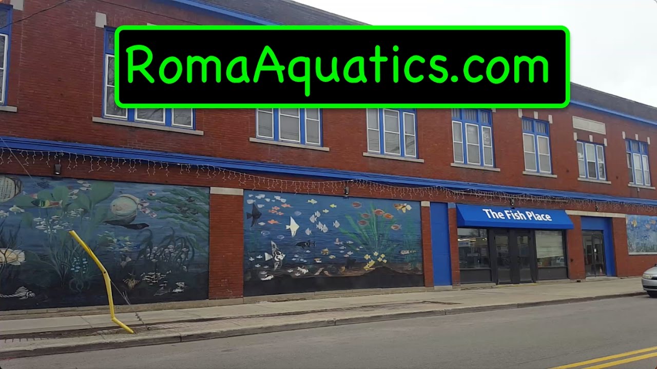 The Fish Place Tour - RomaAquatics.com - YouTube