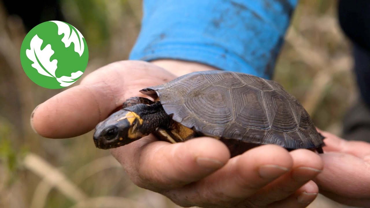 TNC is Saving Endangered Bog Turtles in Massachusetts - YouTube