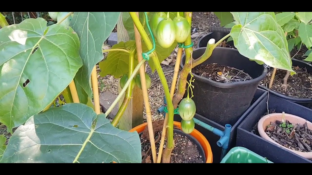 On the way to Ripening my Tamarillo fruits and rooting the cuttings ...